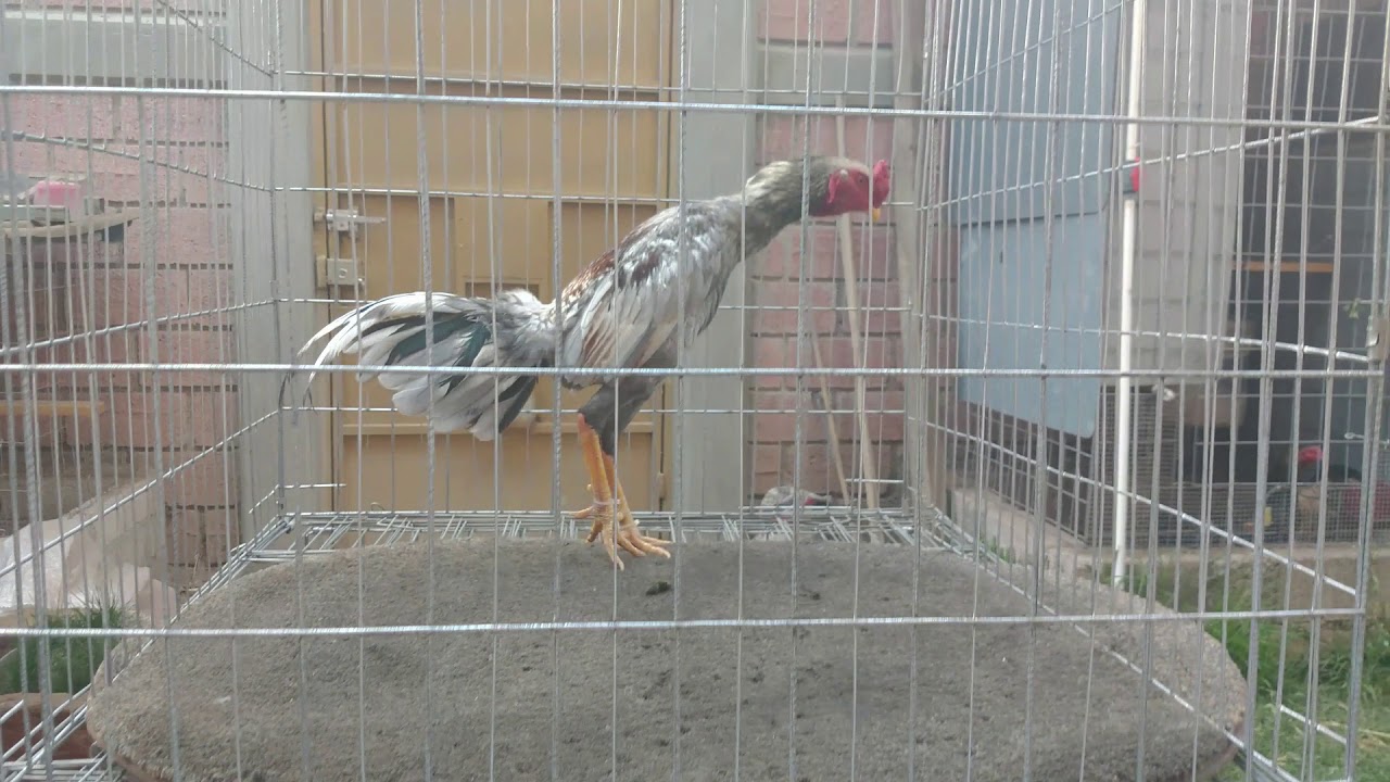 5 POLLOS DE 11 MESES CON SANGRES MITAD ASIL ARGENTINO Y MITAD BRASILÑO ...