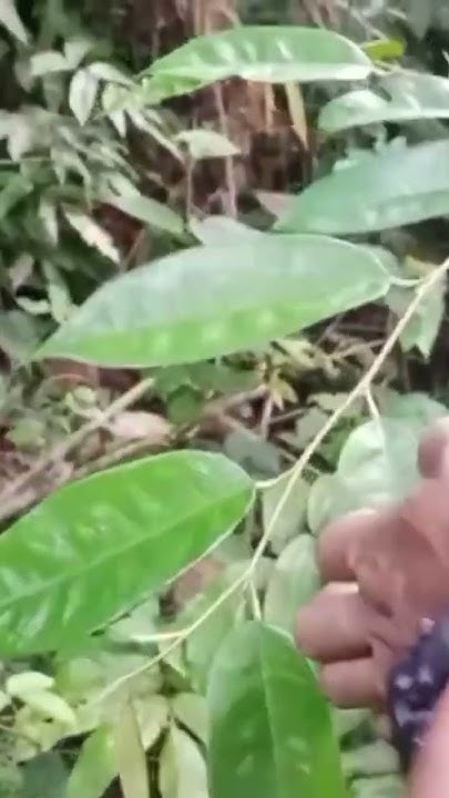 hasil sambung pucuk durian part 6 - YouTube