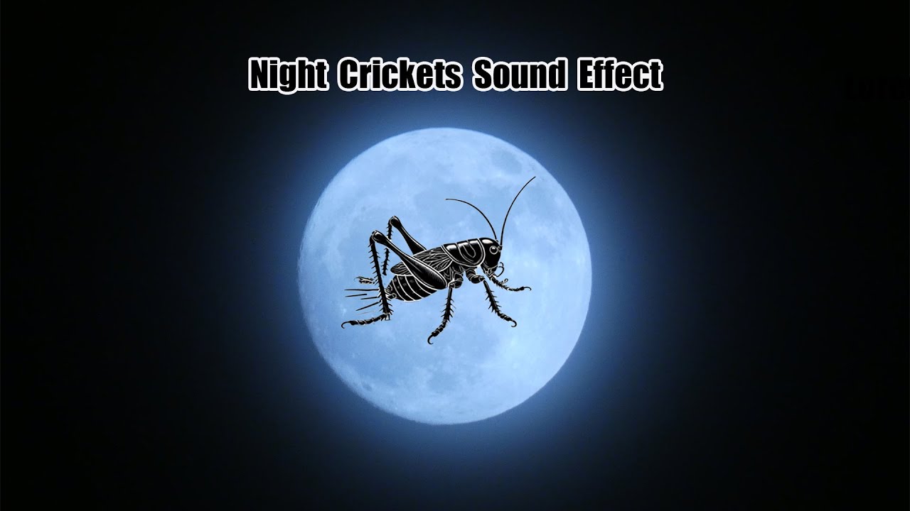 Night Crickets Sound Effect | Relaxing Nature Sounds for Sleep - YouTube