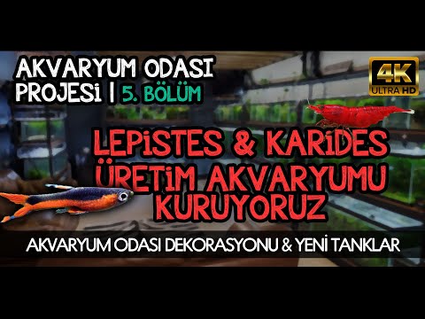 AKVARYUM ODASI 5 | AKVARYUMLAR DOLMAYA BAŞLADI! | LEPİSTES ÜRETİM AKVARYUMU & YENİ KARİDESLER | 4K