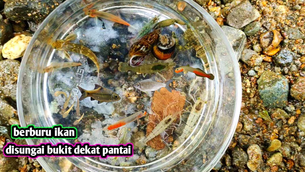 Berburu ikan unik di sungai bukit dekat pantai - YouTube