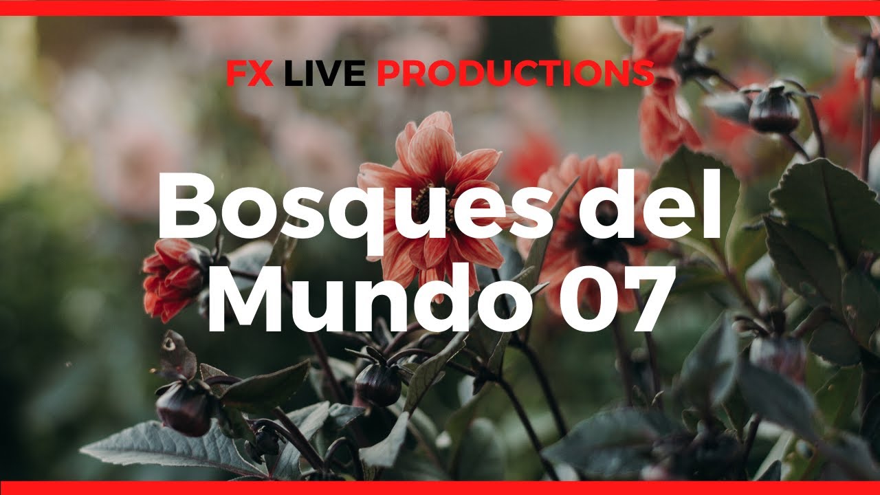 Bosques 07 4K HD 2020 Arboles Paisajes Cascadas Montañas mas Bellos de ...