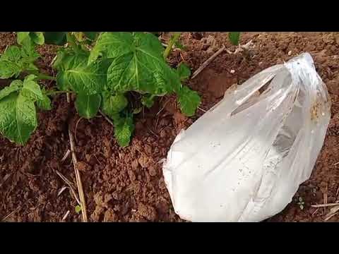 los kuv coj peb mus saib qhov chaw ua qo toos seb zoo li cas - YouTube