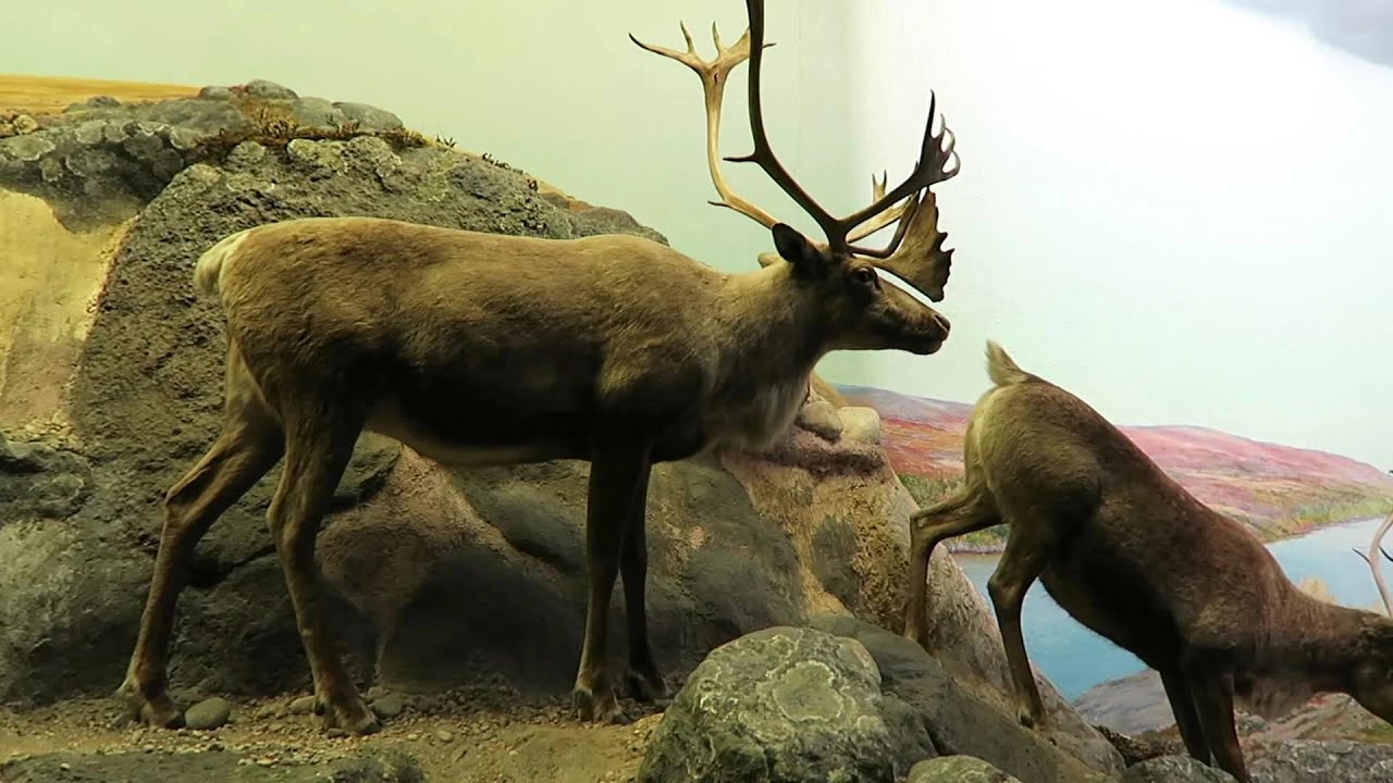 Bushcraft Take-Aways From The Manitoba Museum - YouTube