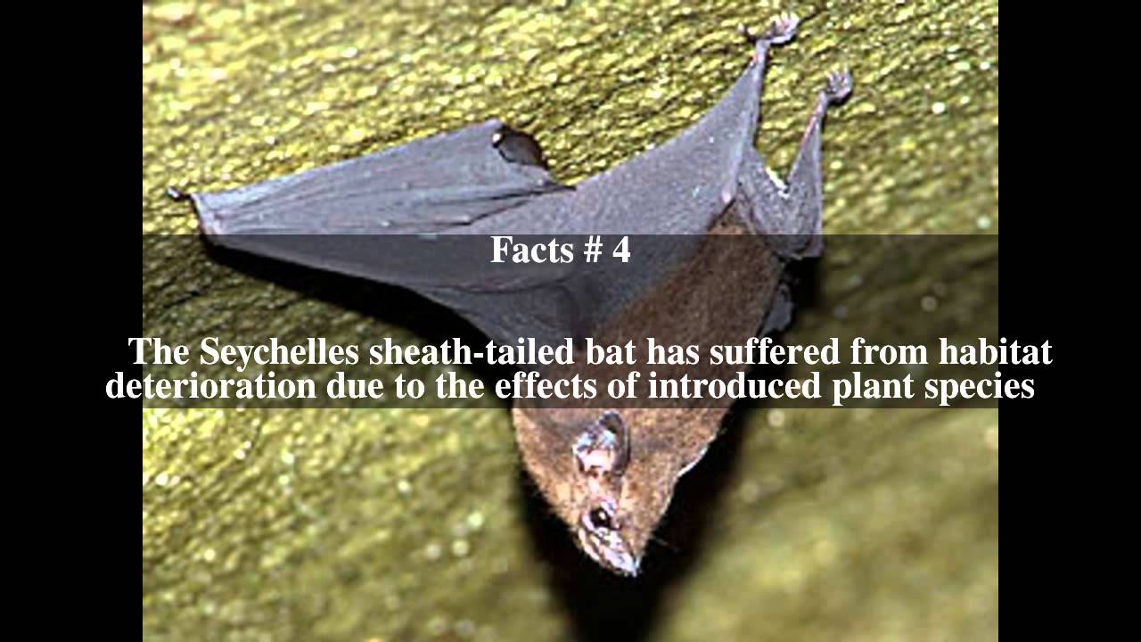 Seychelles sheath-tailed bat Top # 10 Facts - YouTube