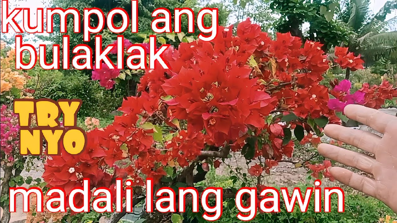Ganito lang ang dapat gawin para mabilis na maging kumpol ang bulaklak ...