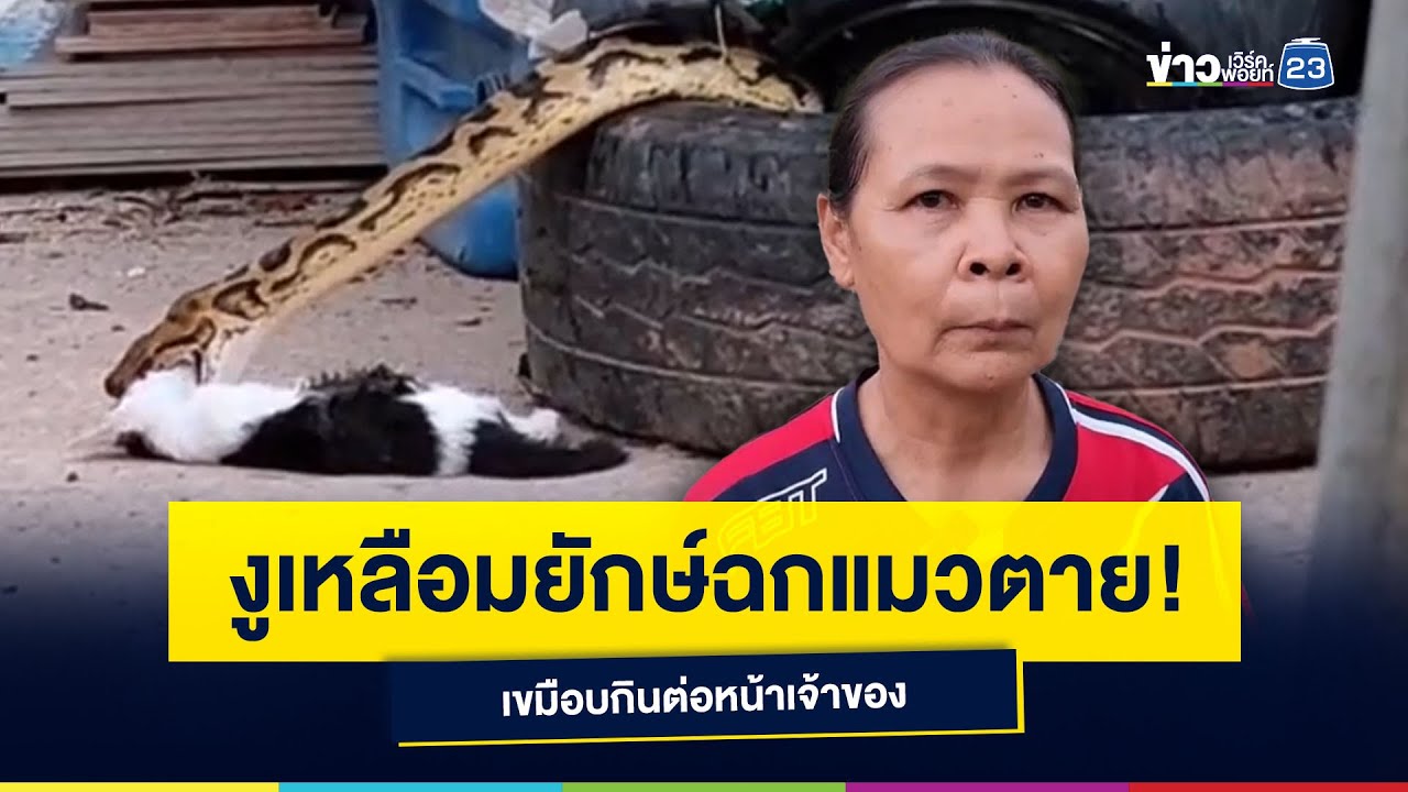 งูเหลือมยักษ์ฉกแมวตาย! เขมือบกินต่อหน้าเจ้าของ - YouTube