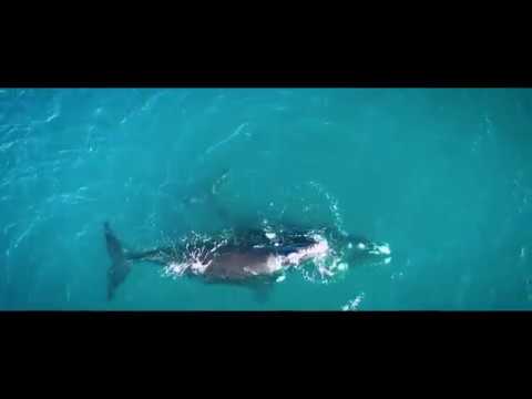 Aqunion Corporate Video - YouTube