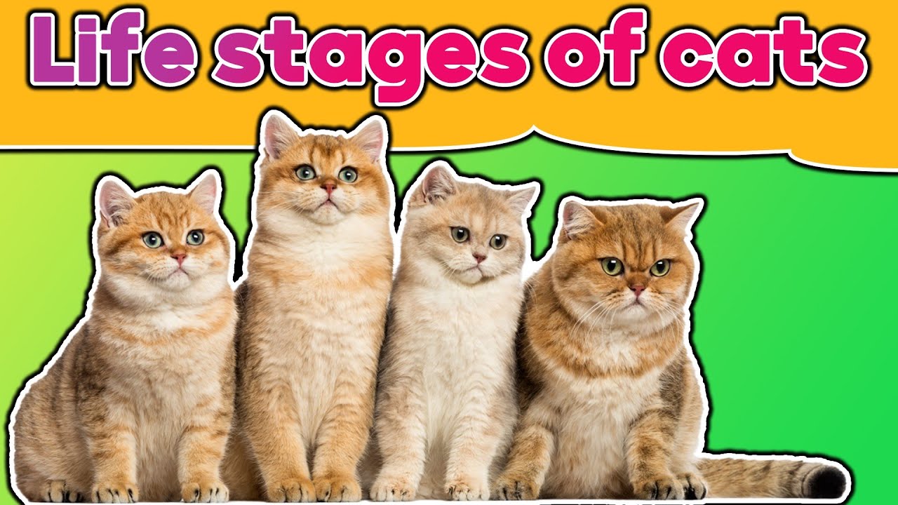from kitten to senior : understanding the life stages of cats ! - YouTube