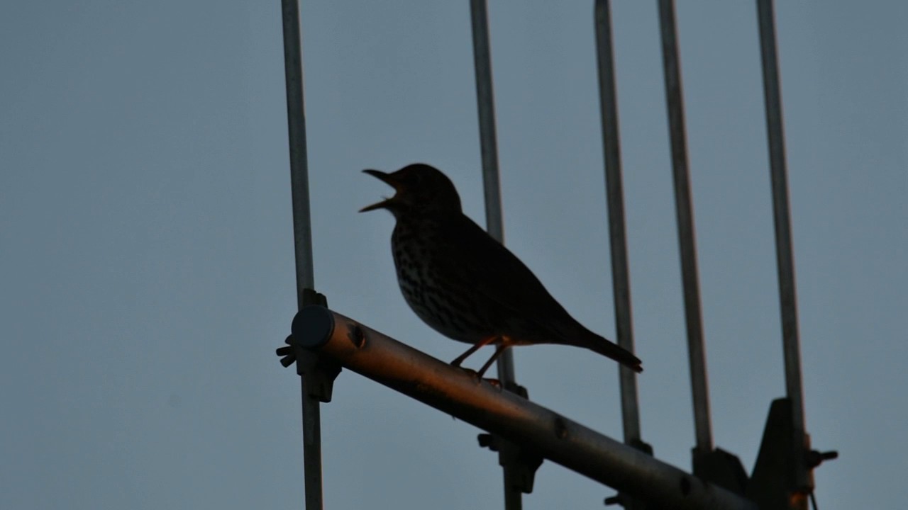 Song Thrush singing and Chirping a Beautiful Bird Song - YouTube