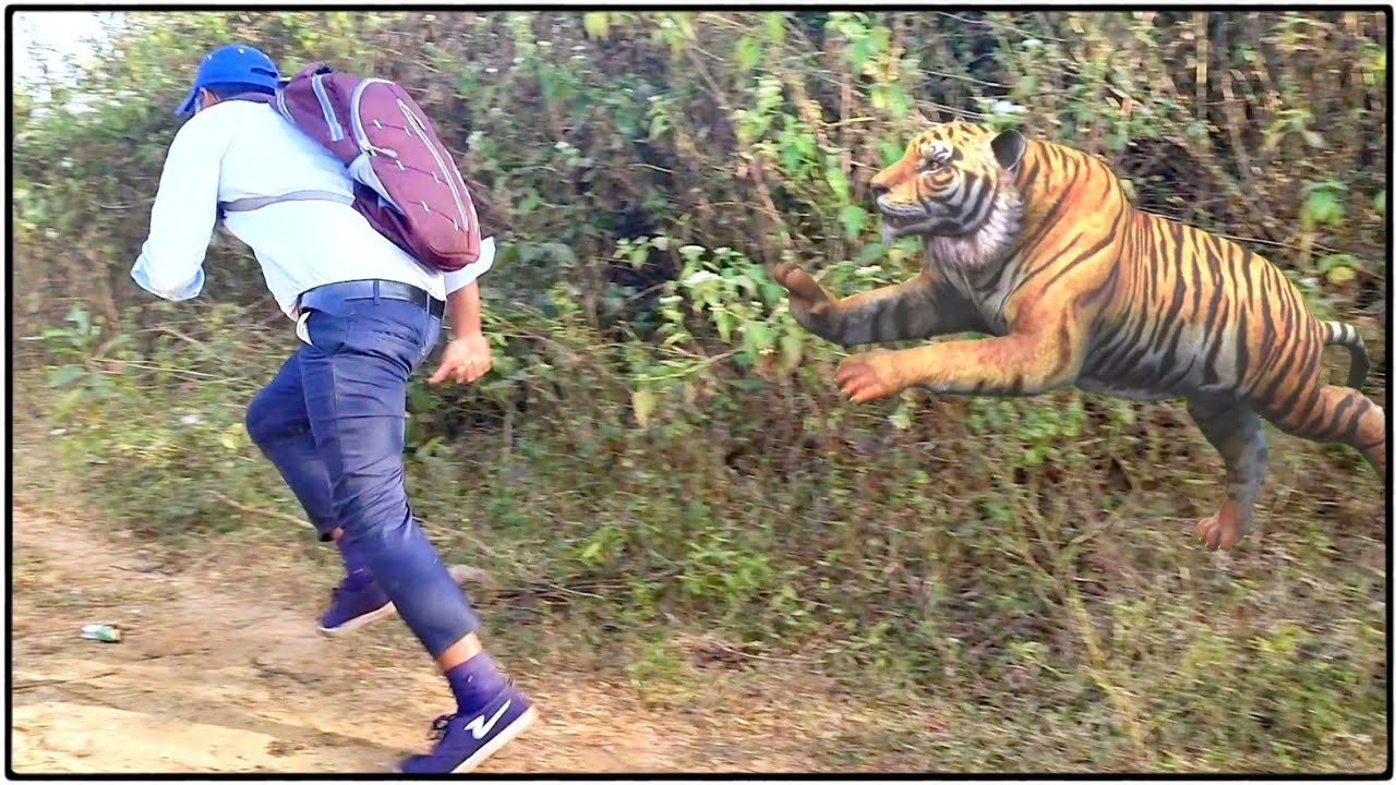 tiger attack in indian jungle | tiger attack man in the forest | tiger ...