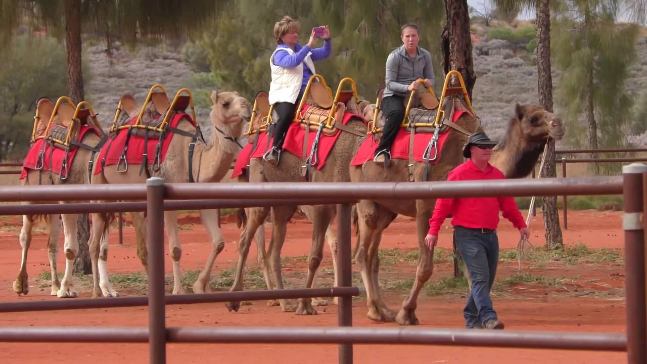Yulara Uluru Camel Farm in 4K - YouTube