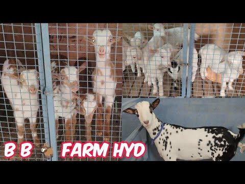 BB Goat Farm Hyderabad | Barbari & Bantam 🐐 Kids in Hyderabad Malakpet ...