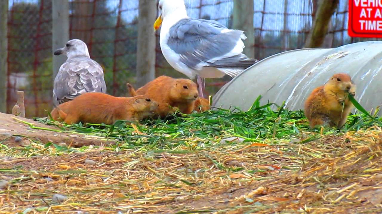 Drive through Zoo-Praire Dogs Sequim, WA. - YouTube