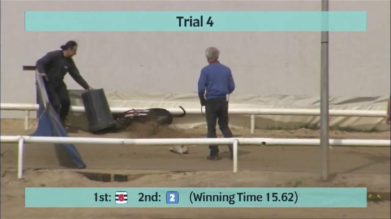 Swindon Greyhounds Trials on 13th April 2024 - YouTube Swindon Greyhounds Trials on 13th April 2024 - YouTube