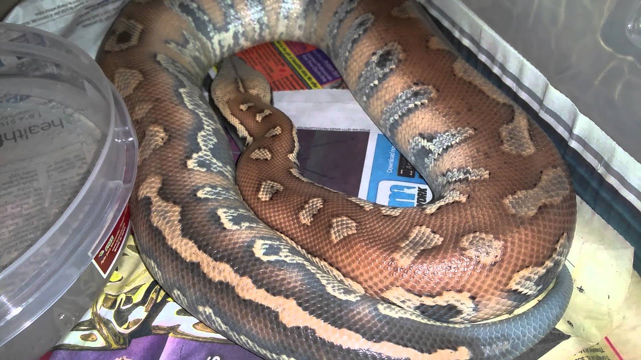 Blood python in shed - YouTube