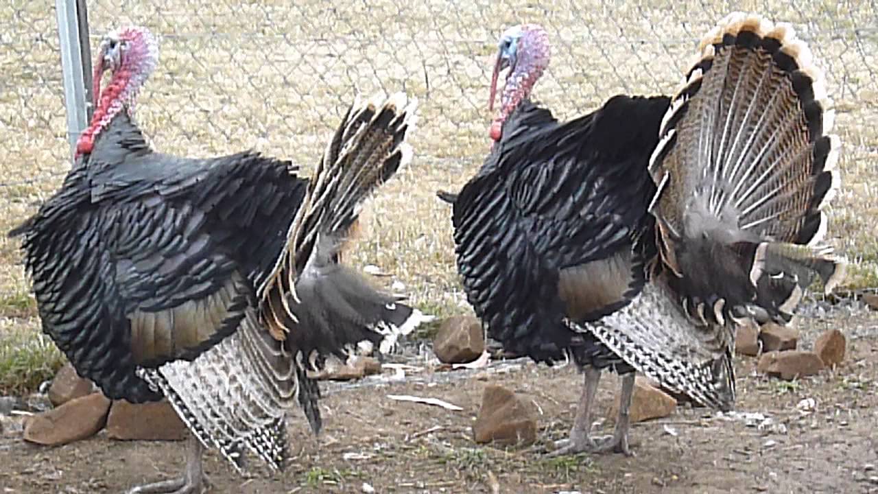 Big Ears turkeys talking turkey - YouTube