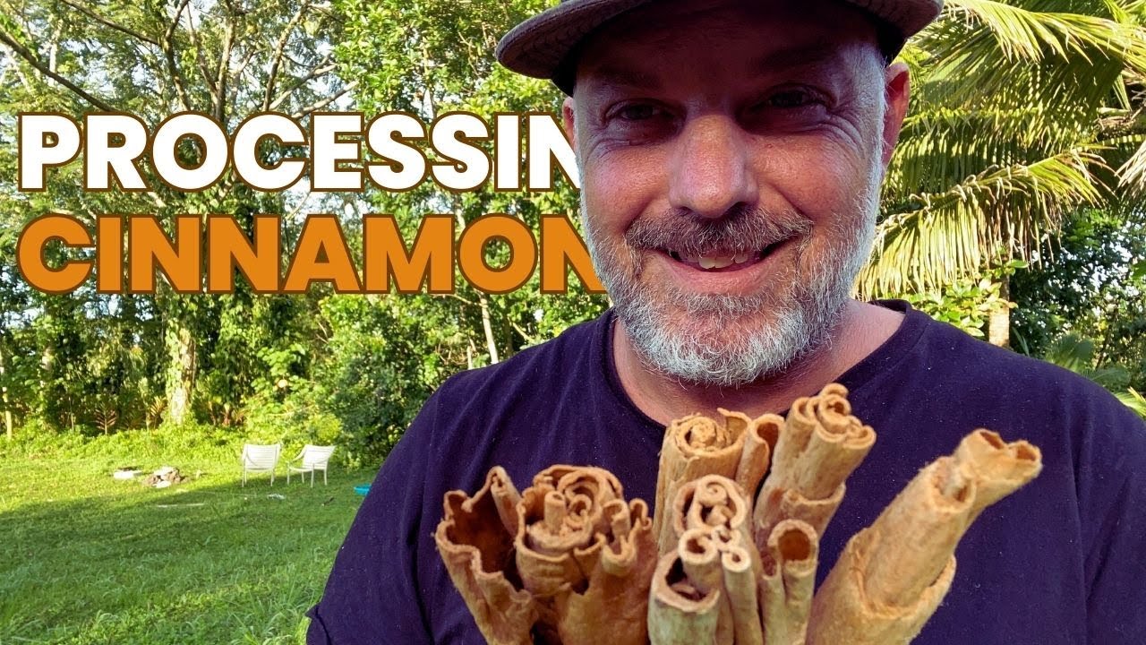 Harvest Enough Cinnamon To Last You A Lifetime - YouTube