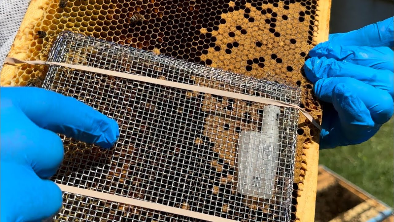 Inside the Hive: Acclimating the Honeybees to the new Queen Bee using a ...