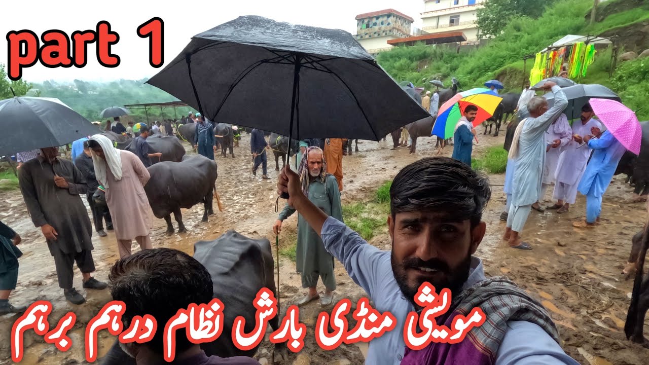 Latest price update from the largest animal market of AJK #dongimandi ...