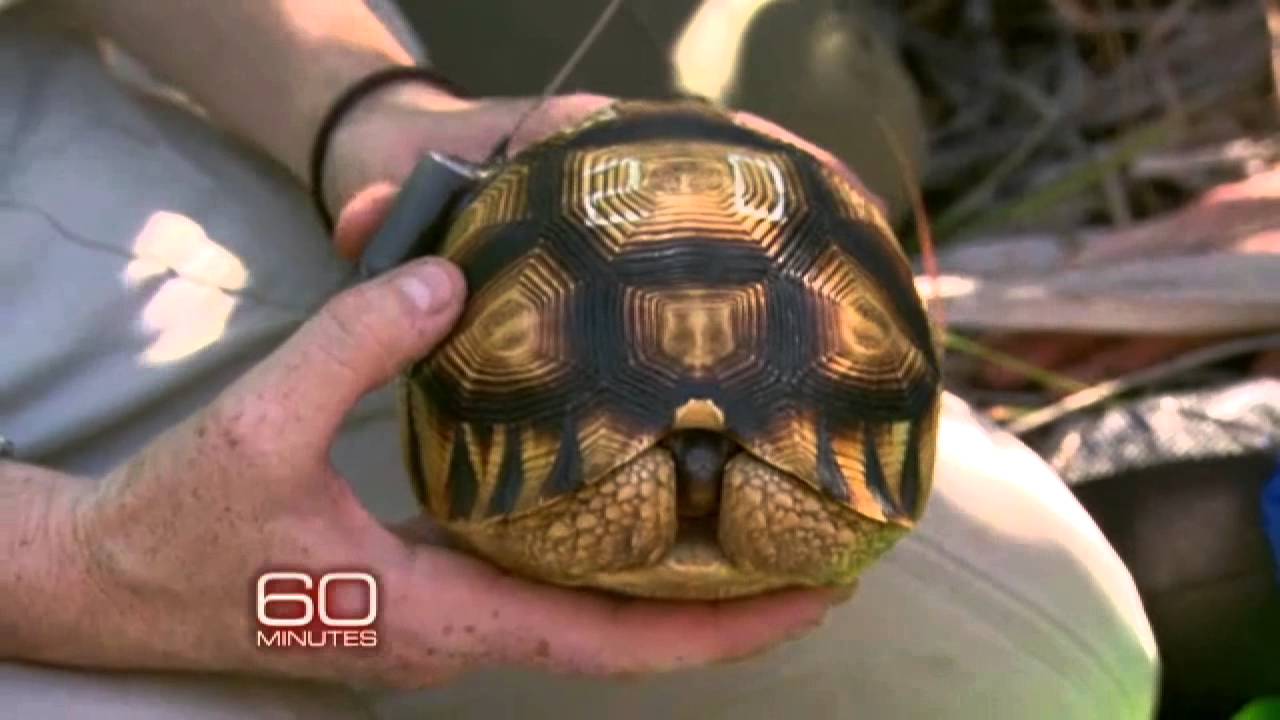 Tracking endangered tortoises - YouTube