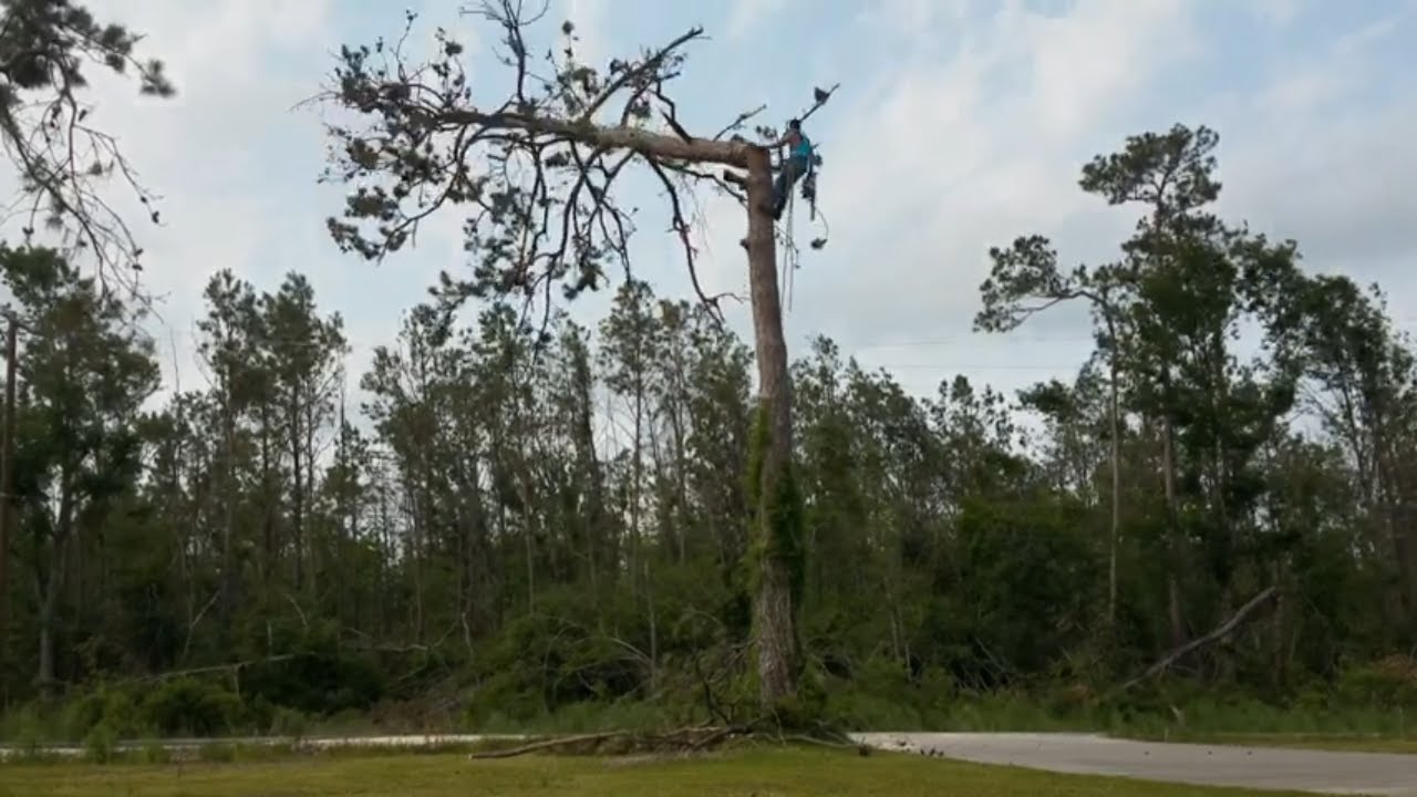 Dozens of Trees Cut in Preparation for Upcoming Hurricane Season - YouTube