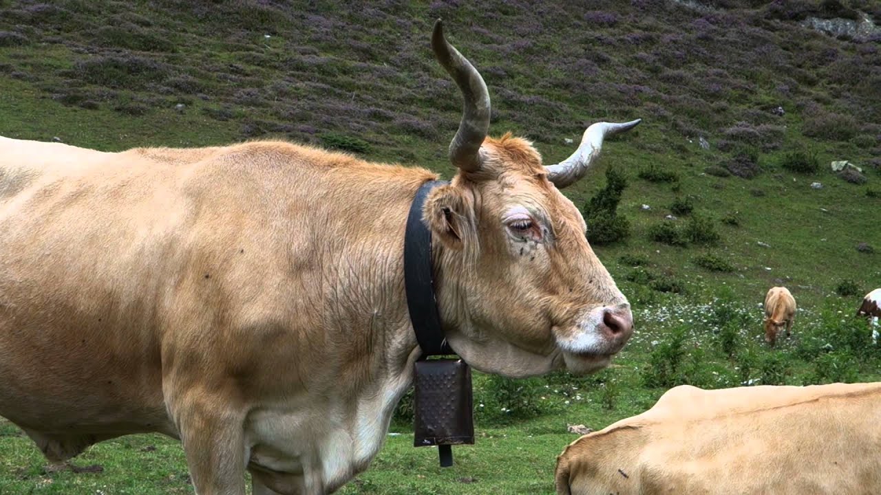 Vache béarnaise - YouTube