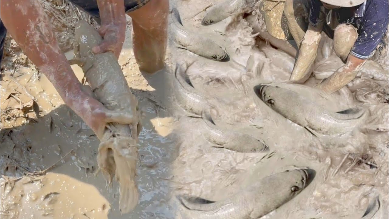Amazing Catched a Lot Of Big Fishs in Mud - YouTube