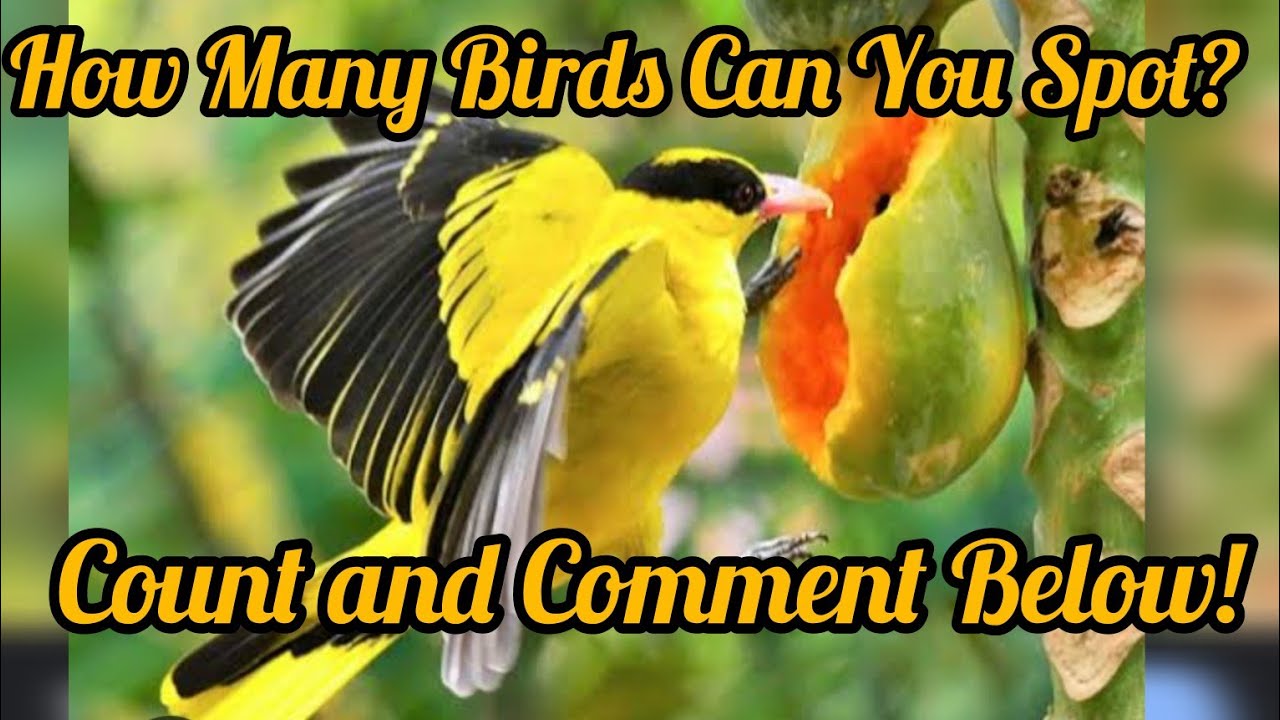 How Many Birds Can You Spot? 🍃 Count and Comment Below! - YouTube