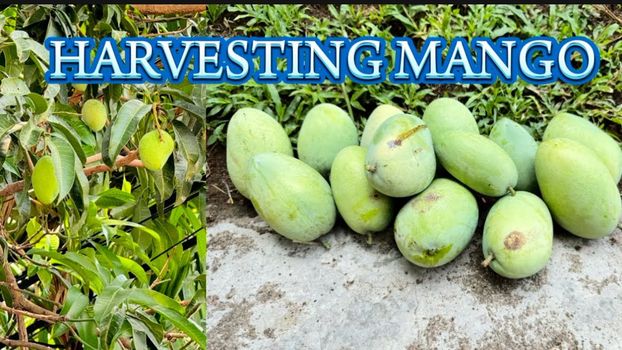 Mango Season || Harvesting Experience || Backyard || Fruits - YouTube
