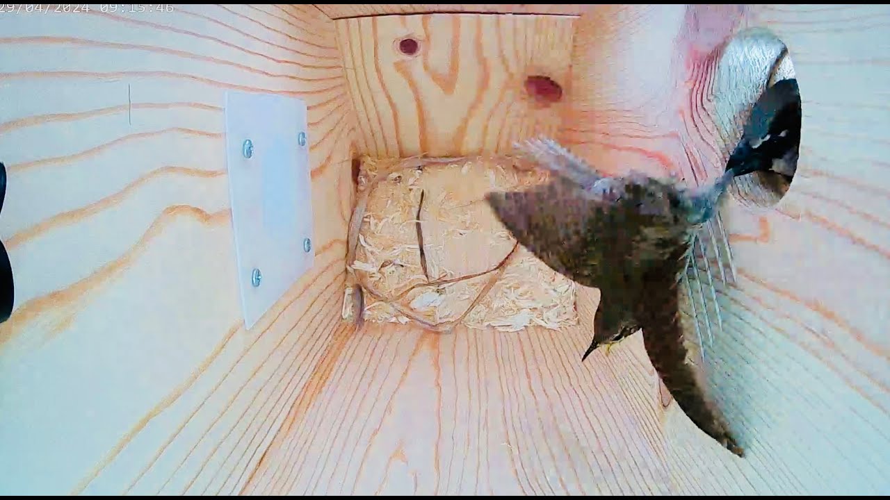 House Sparrow Attacks House Wren - YouTube