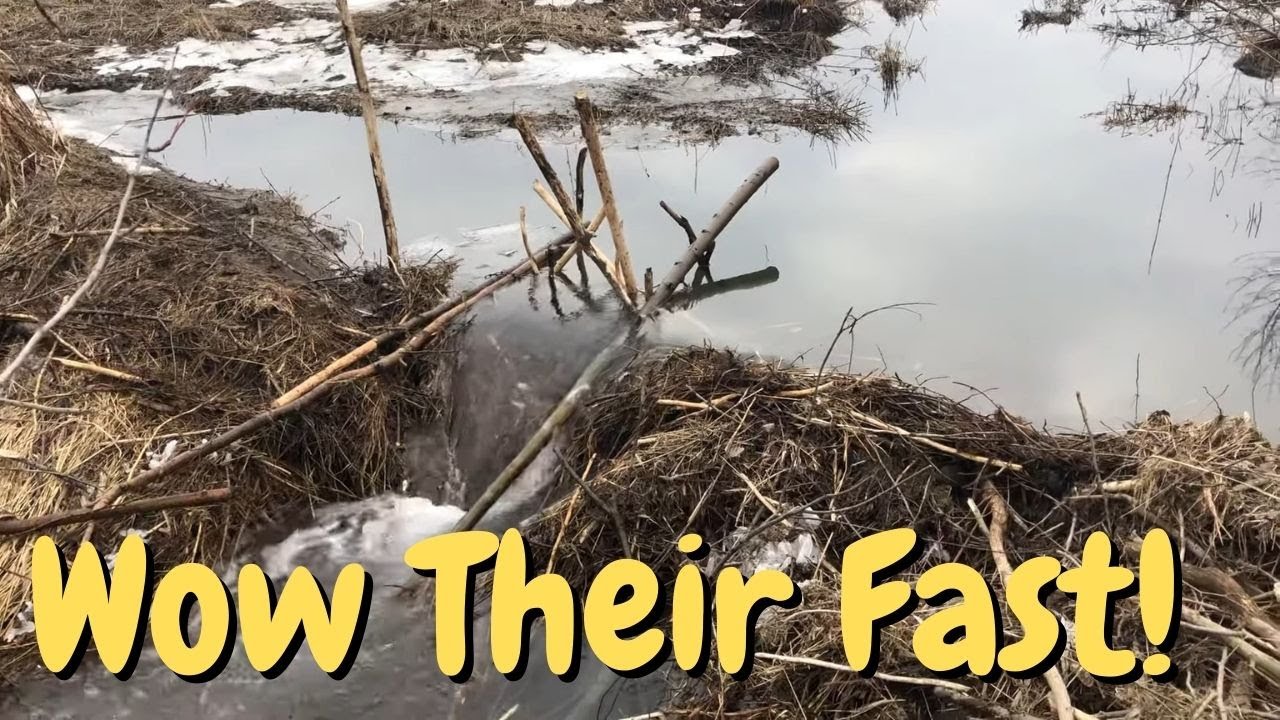 Beaver problem. The next day. Did they repair it over night??...Traps ...