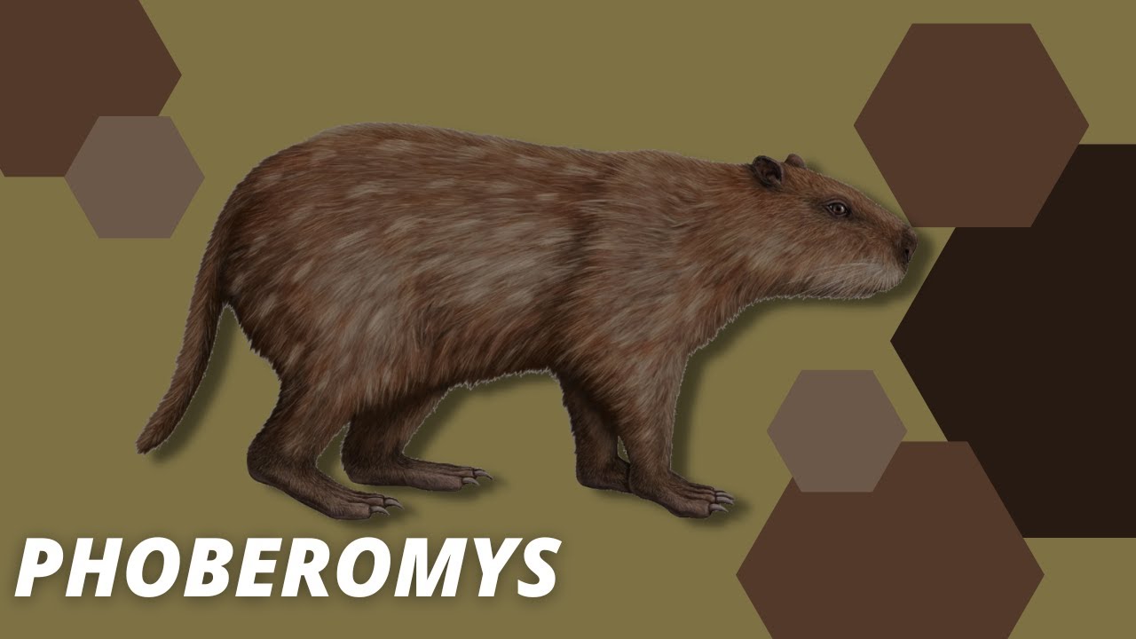 Phoberomys - o rodedor gigante | Fósseis do Museu #11 - YouTube