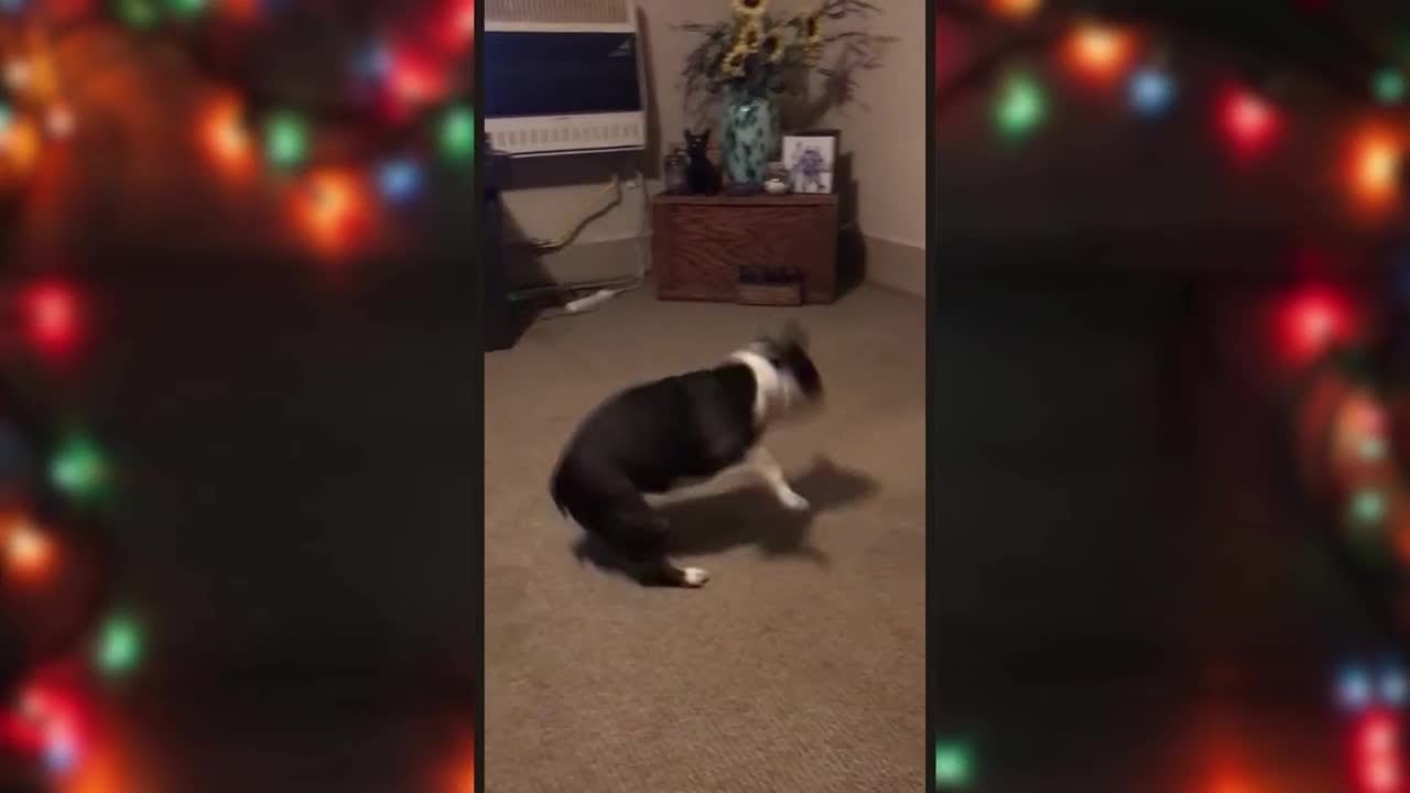 REINDEER SPEED: Dog shows off zoomies for the holidays - YouTube