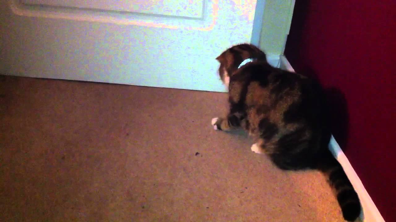 Spastic Cat - YouTube