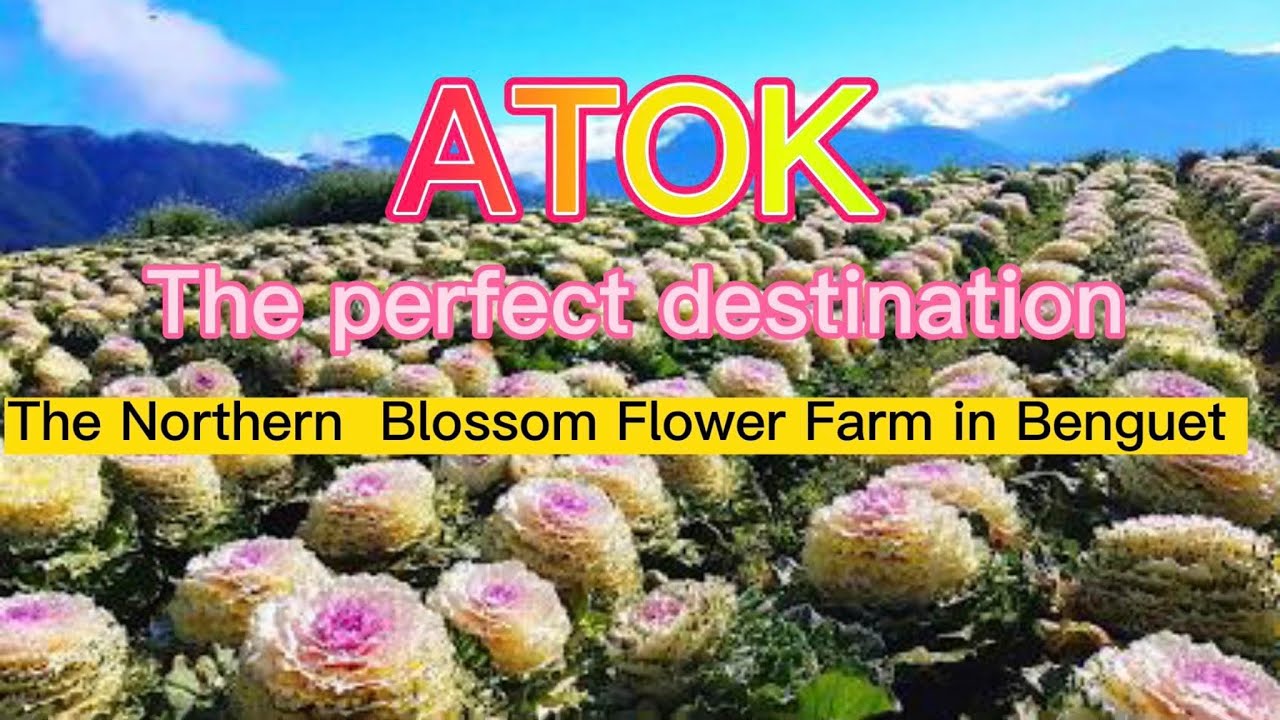 ATOK, THE PERFECT DESTINATION, THE NORTHERN BLOSSOM FLOWER FARM IN ...