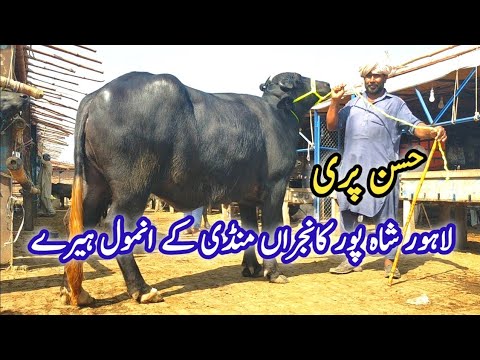 Lahore Cow Mandi Kheeri Doondi Jhotian || Top Beautiful Katti Farming ...