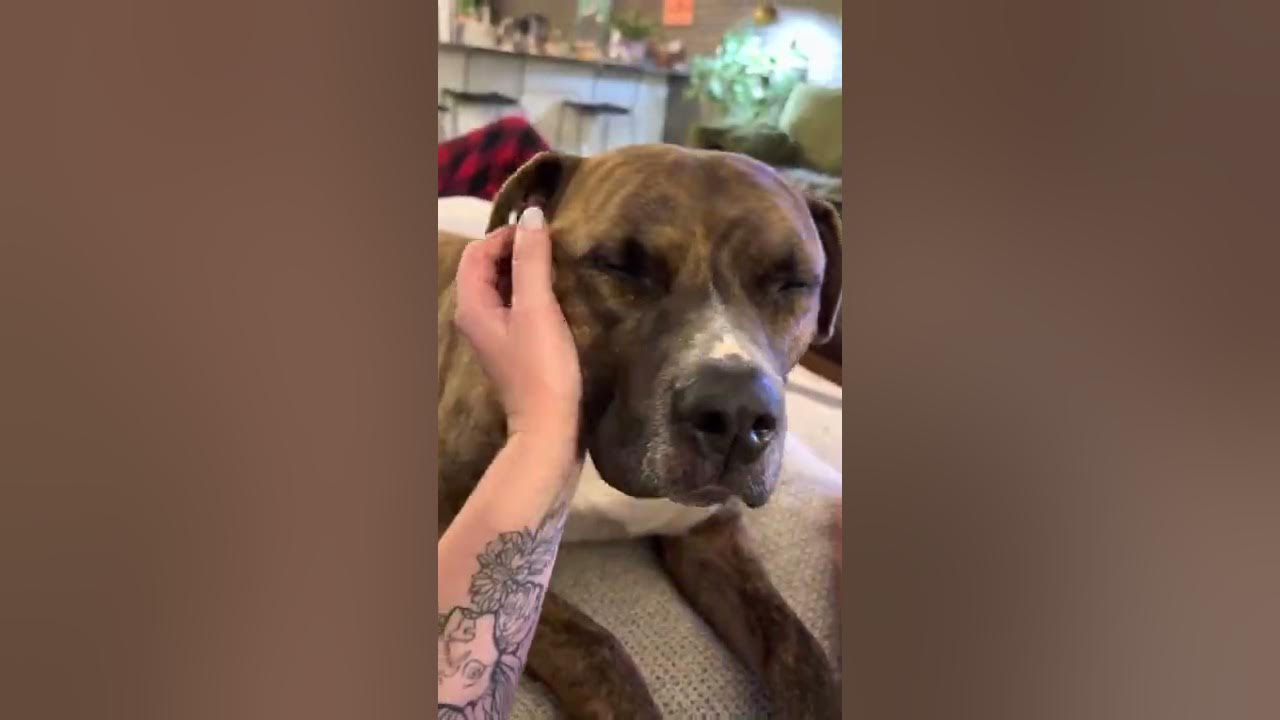 Utah Humane - Adopt Waylon - YouTube