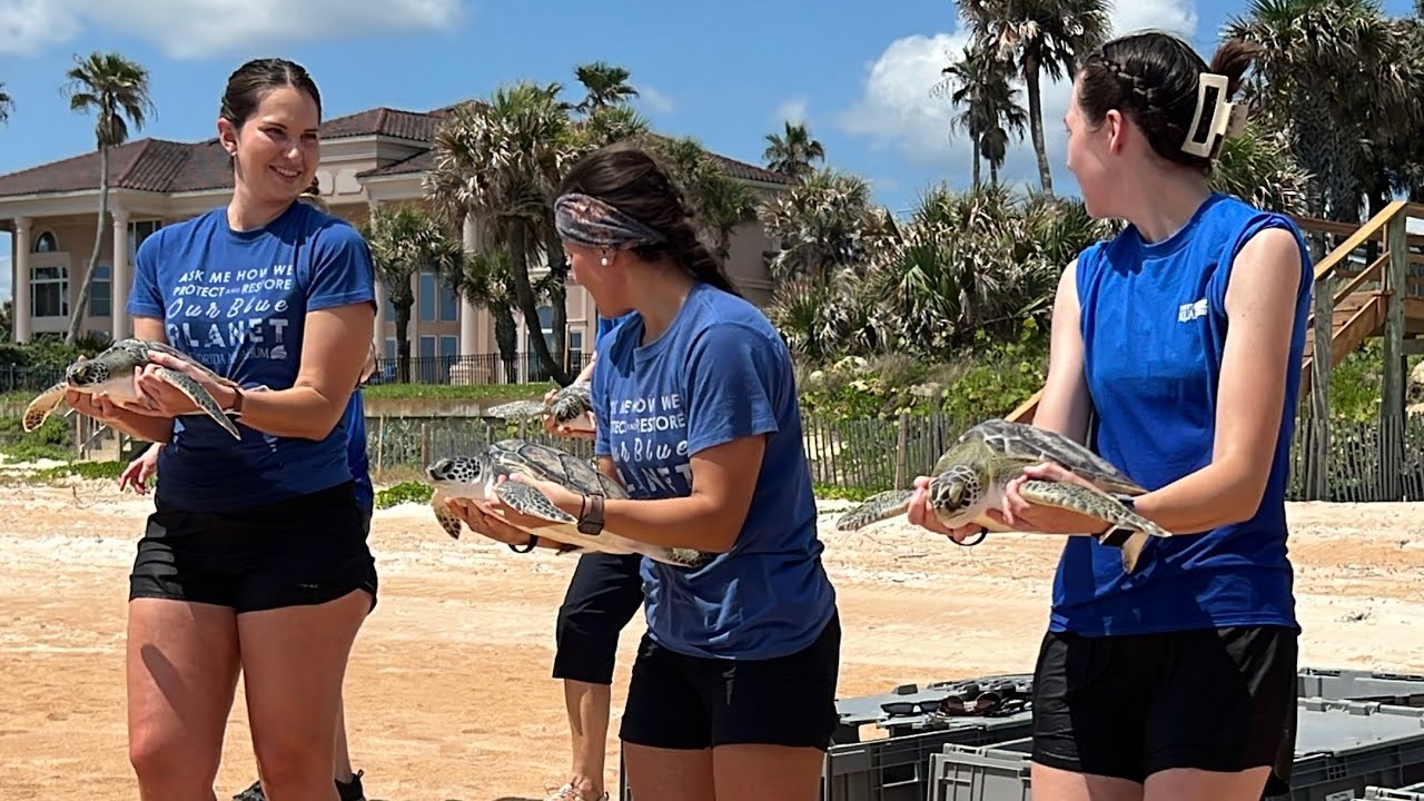 Eight Sea Turtles Return Home - YouTube