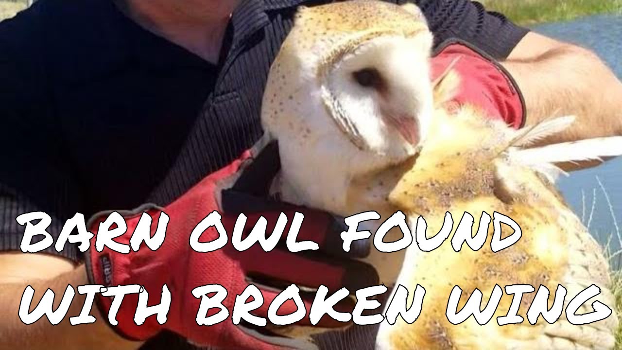 Barn Owl Attacked by Hawk was found with broken wing. - YouTube