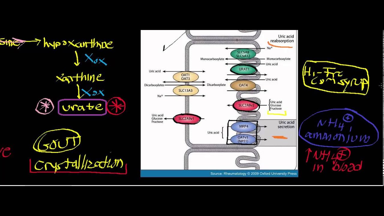 Biochemistry | Urate Oxidase and Urate [Part 2/3] - Physiology, Gout ...