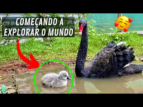 Filhotes de cisne com 2 dias de vida | Aves Recriar - YouTube