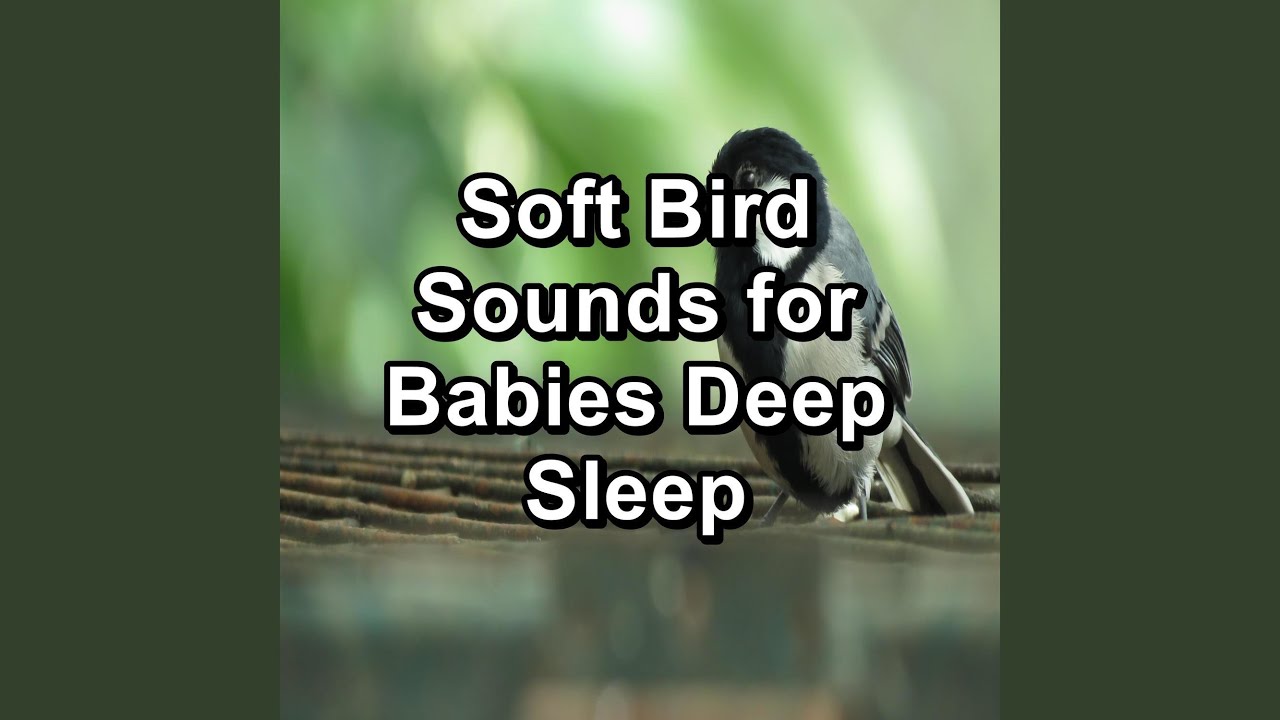 Birds Sounds Garden Bird Songs For Babies - YouTube