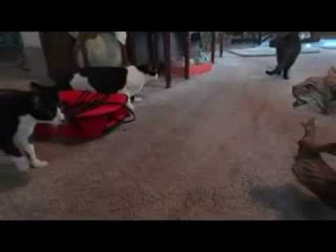 4 chats rencontrent un lynx empaillé