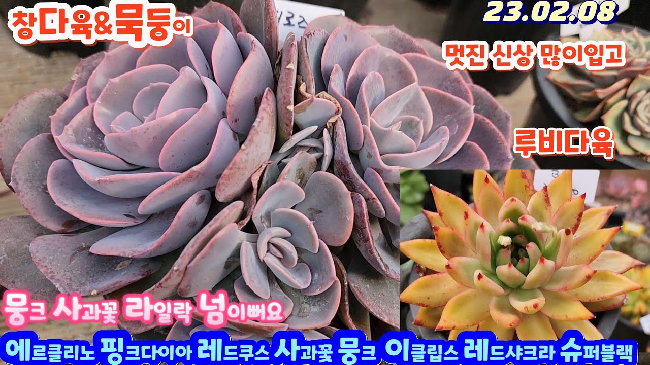 루비다육4탄창다육and묵둥이더스티로즈모르타아이스에이지금파스텔철화금라일락대품멘도사살구미인사과꽃긴잎적성뭉크홍등