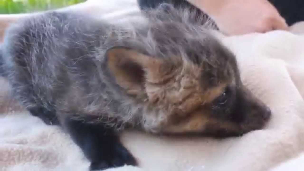 Cute Baby Foxes Playing Outside - YouTube