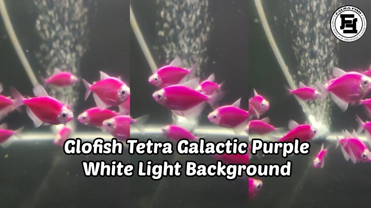 Glofish Tetra Galactic Purple - White Light Background | Falra Fish ...