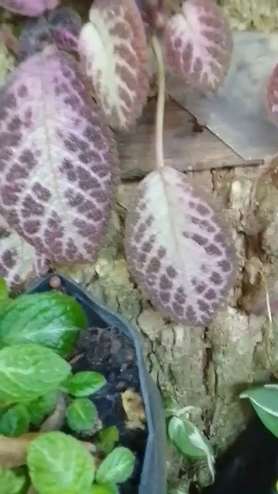 plantas de sombras # - YouTube