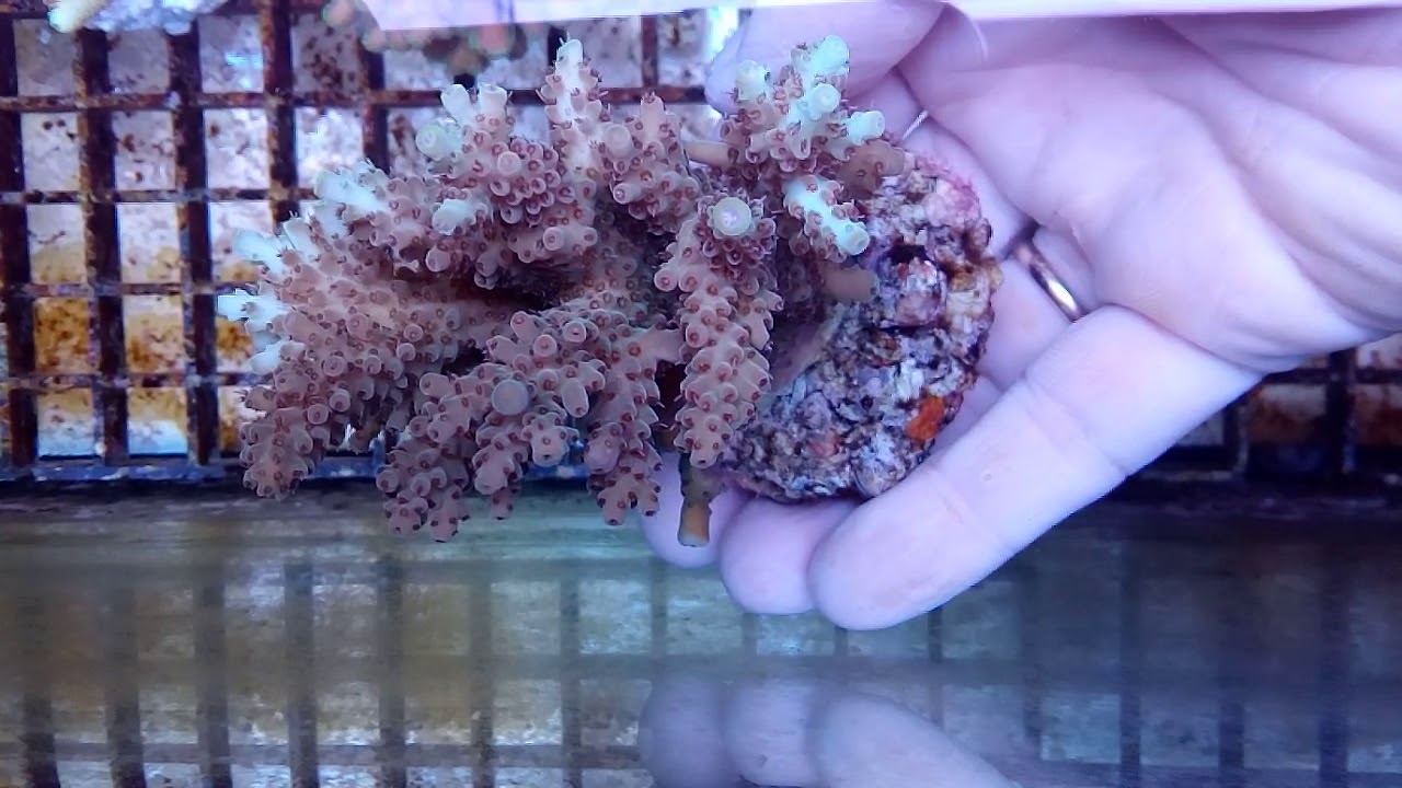 Acropora selago polipo red coral gandalf - YouTube