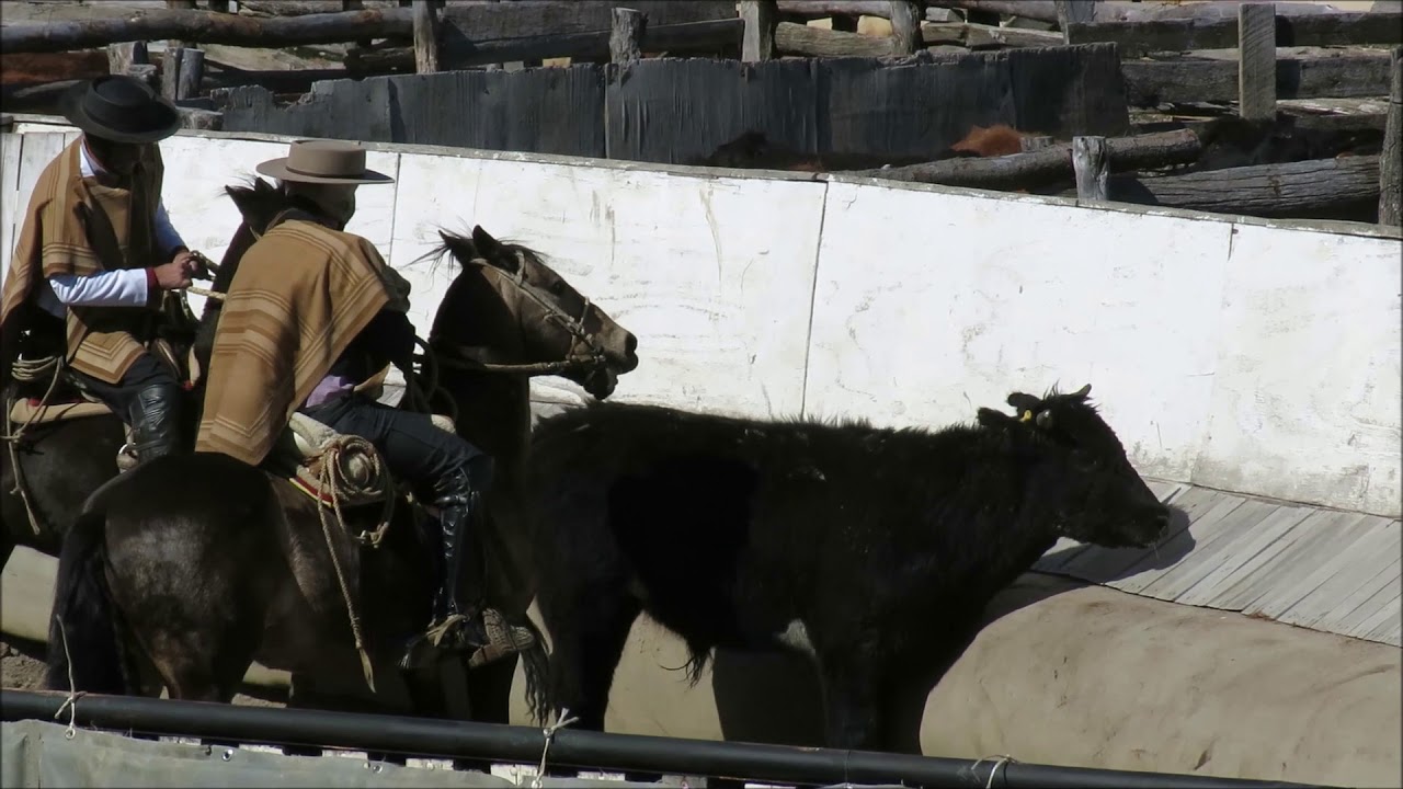 Serie caballos Rodeo El Blanco, 12 y 13 de octubre 2019 - YouTube